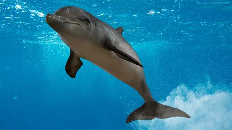 3d Dolphin Animated Collection Model Turbosquid 2228932