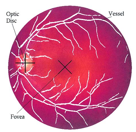 Fovea Histology