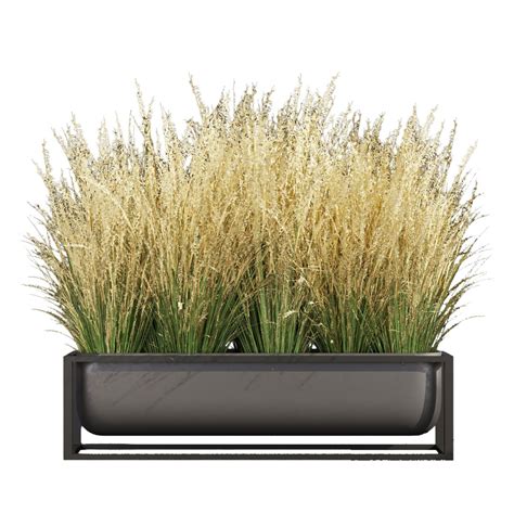 3d Collection Plant Vol 478 Grass Switchgrass Northwind Outdoor