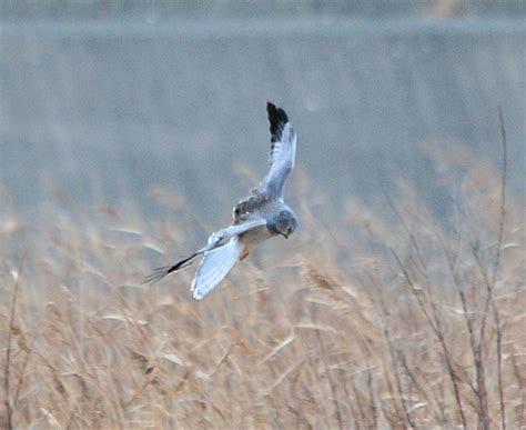 グレーなチュウヒ 北の野鳥page