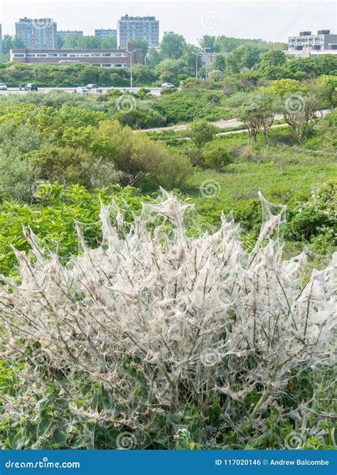 Nido Delle Processionarie Del Pino Dilaganti Tossiche Della Quercia