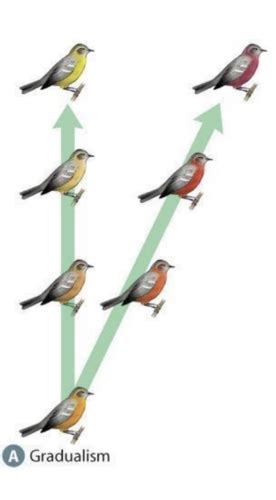 Evolution Flashcards Quizlet