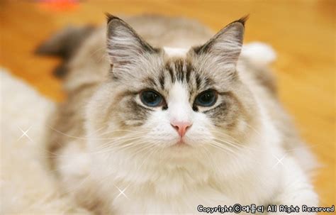 고양이 종류 랙돌 특징 가격 네이버 블로그