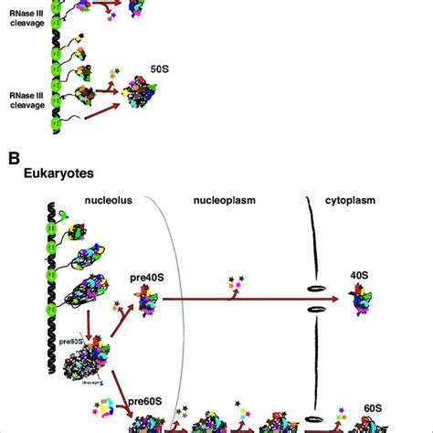 Comparison Of Ribosome Biogenesis In Prokaryotes And Eukaryotes A In