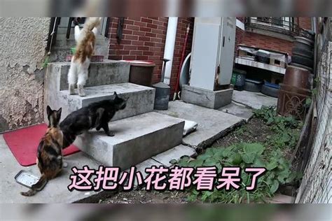 没见过这样的流浪猫要饭都这么豪横