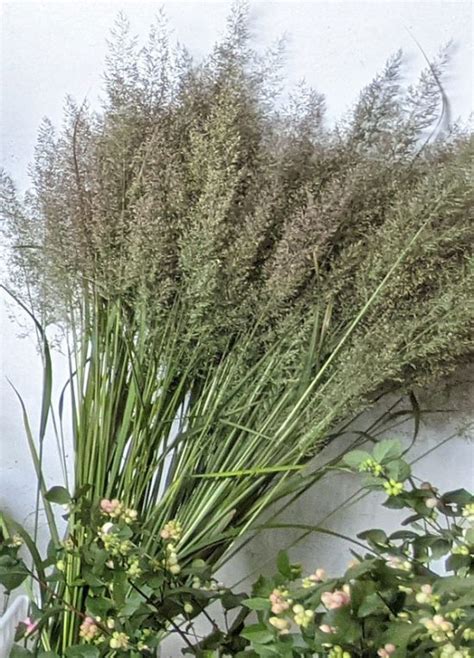 Calamagrostis Brachytricha Korean Feather Reed Grass Green And
