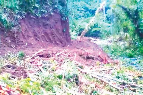 Serious Logging Problems Theislandsun