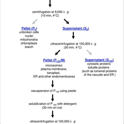 Microsomal Membrane Isolation By Differential Centrifugation From Download Scientific Diagram