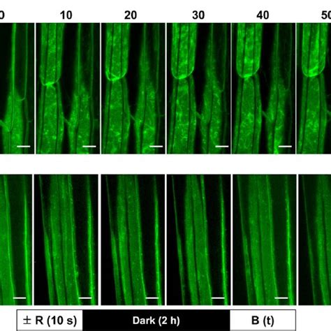 Red Light Inhibition Of Blue Lightinduced Phot1 Gfp Is Mediated By