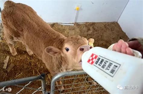 奶牛犊牛早期断奶好吗犊牛断奶喂奶喂料是关键你会喂吗