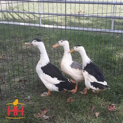 Magpie Duck Straight Run Hoovers Hatchery