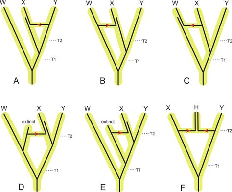 Examples Of The Effects Of Introgressionhybridization On Divergence