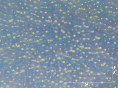 Lcd Screen Light Diffuser 600x Rmicroscopy Lcd Screen Light Diffuser 600x Rmicroscopy