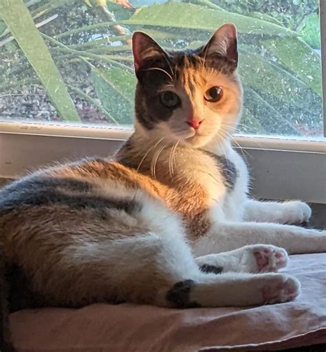 Gabapentin Generic Capsules 400 Mg Easy Refills Chewy Rx