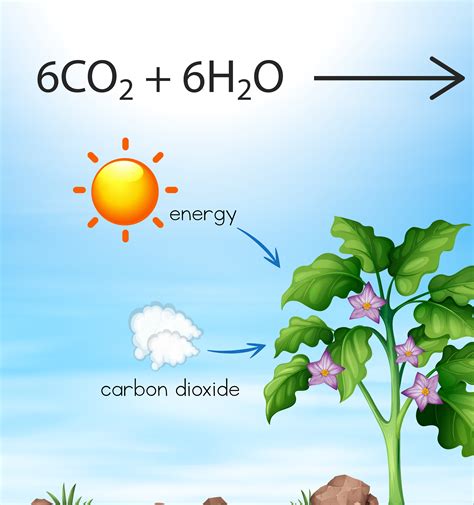 Photosynthesis And Cellular Respiration Oer Commons