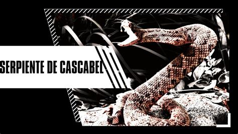 Camino De La Serpiente De Cascabel Parte I QHPS Naruto Era
