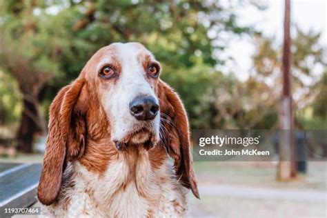 John Bassett Photos And Premium High Res Pictures Getty Images