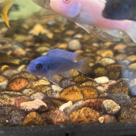 Cobalt Blue Zebra Cichlid Maylandia Callainos Tropical Aquarium
