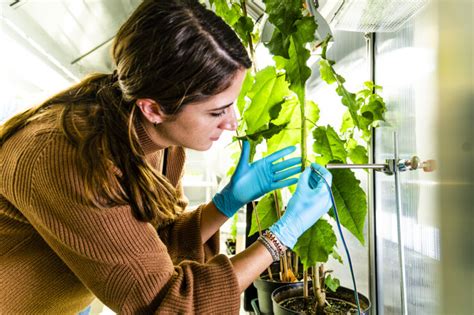 Biosensors Monitor Plant Well Being In Real Time Linköping University