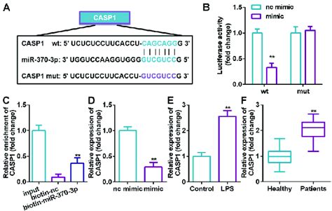 The Targeting Relationship Between Mir 370 3p And Casp1 And The