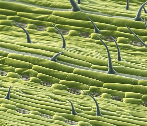 Wheat Triticum Sp Leaf Sem Stock Image C0459774 Science Photo Library