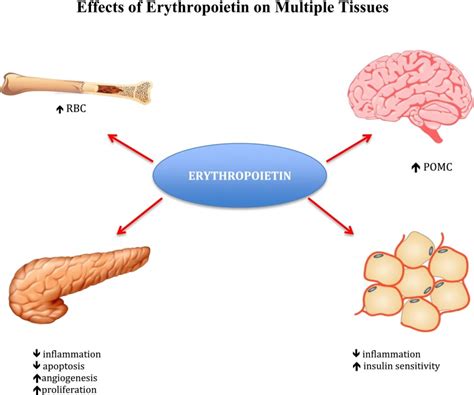 Beyond Erythropoiesis Emerging Metabolic Roles Of Erythropoietin Abstract Europe PMC