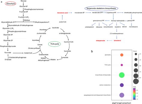 Metabolic Pathways Analysis Of Algalfungal Consortium A Indicated The