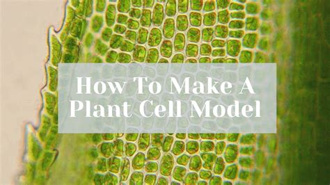 Plant Cell Model Fun Projects Ideas Science Trends