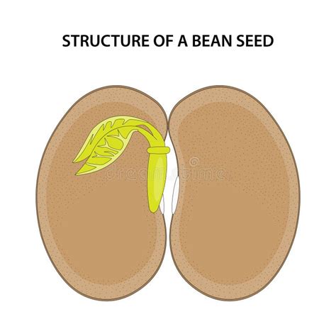 Structure Of A Bean Seed Diagram Unlabelled Stock Vector
