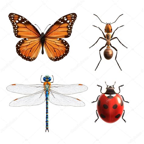 Insects Realistic Set ⬇ Vector Image By © Macrovector Vector Stock