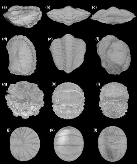 Finding Secrets In Fossils The Harvard Kenneth C Griffin Graduate