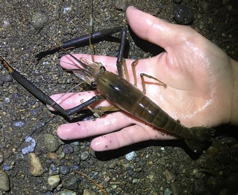 Crazy Shrimp