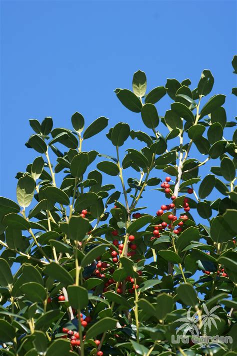 Ilex Cornuta