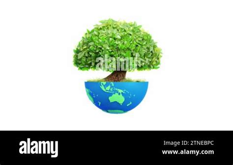 Big Tree On Half Globe On White Background Animation Revolves Around