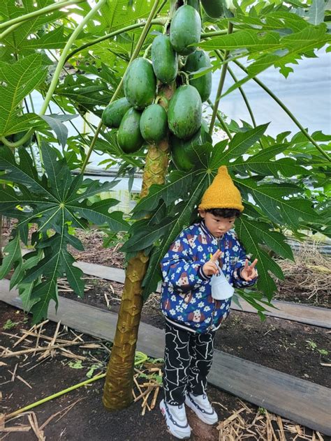 유진팡 제주도 바나나 파파야 열대과일 농장🌴 네이버 블로그