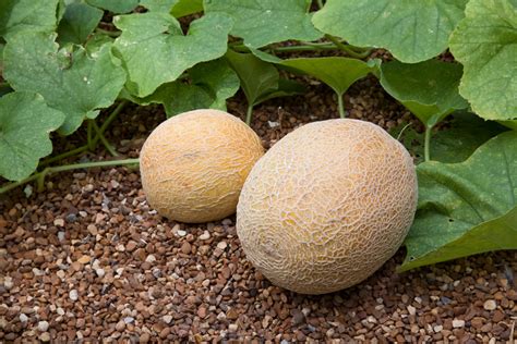 Cantaloupe Facts Health Benefits And Nutritional Value