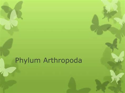 Ppt Phylum Arthropoda Powerpoint Presentation Free Download Id2696497