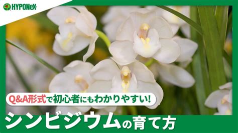 147 シンビジウムの育て方栽培に適した場所はキレイな花を咲かせるコツは水やりや肥料など日々の管理もご紹介 PlantiaQ A