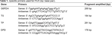 Specific Primers Used For PCR Bp Base Pair Download Scientific Diagram