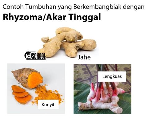Contoh Tumbuhan Yang Berkembang Biak Dengan Rhizoma 51 Koleksi Gambar