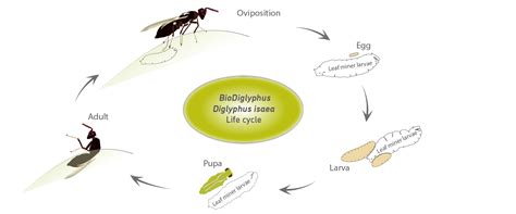 Leaf Miner Life Cycle