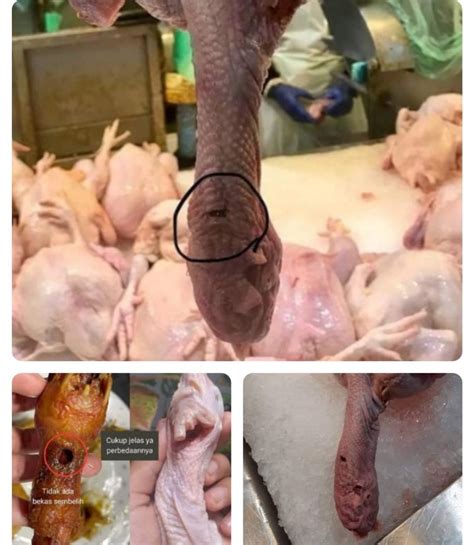 Ayam Bkt Ayam Halal Vs Tidak Halal 1 Ayam Cucuk Facebook