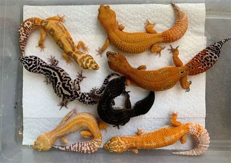 How Many Leopard Geckos Can Live Together ReptileBreeds
