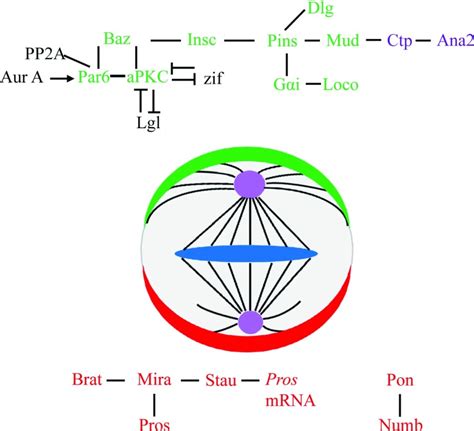 Apical In Green And Basal In Red Proteins Localize Asymmetrically