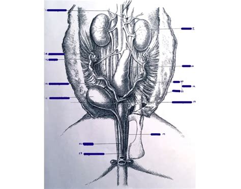 Cat Urogenital System Female Quiz