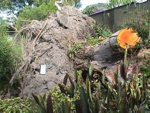 Tree Root Ball Grinding And Removal Brisbane Just Stump Grinding