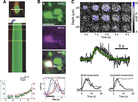 Role Of Astrocytes In Neurovascular Coupling Neuron
