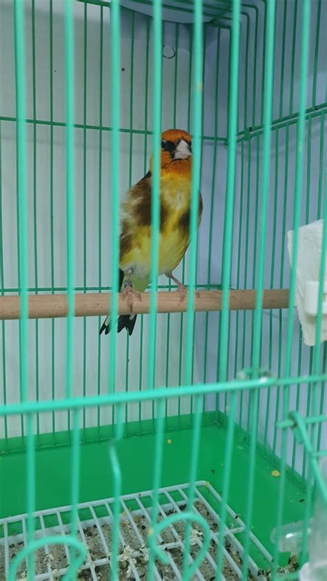 حسون وسسكن دبي