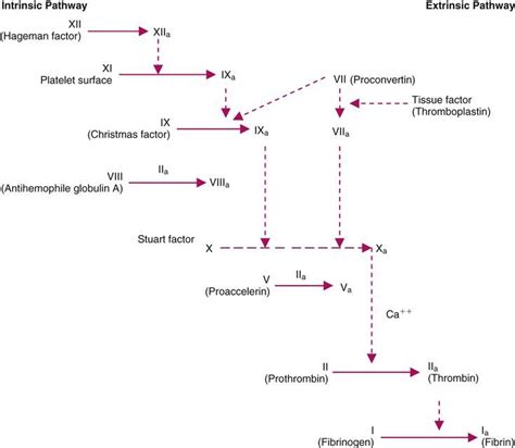 Understanding The Coagulation System