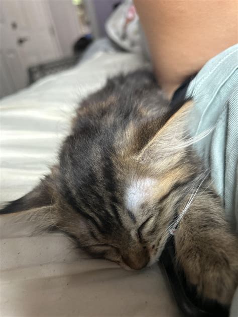 Why Is My Cat Balding Rcat